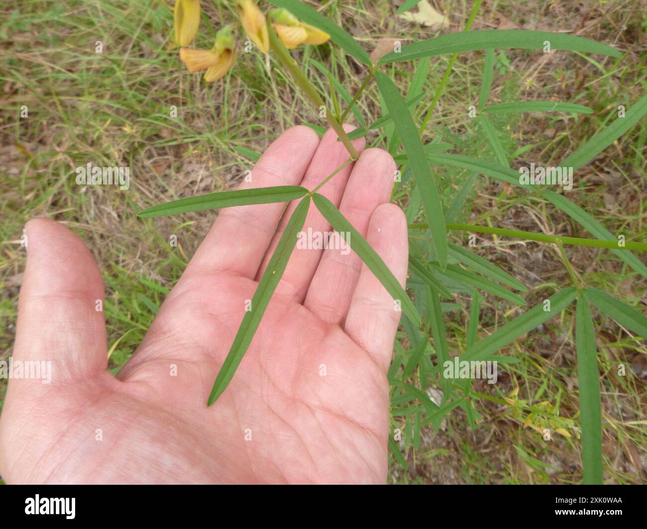 lanceleaf rattlebox (Crotalaria lanceolata) Plantae Stock Photo - Alamy