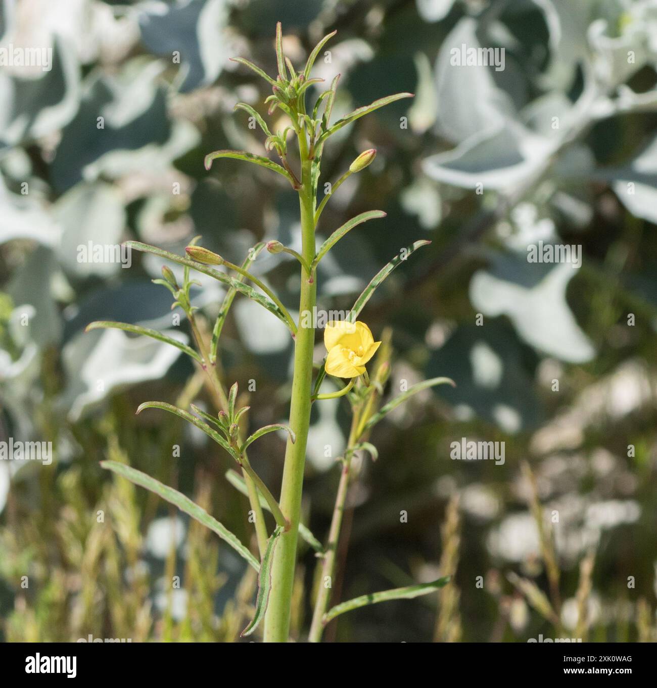 California primrose (Eulobus californicus) Plantae Stock Photo - Alamy