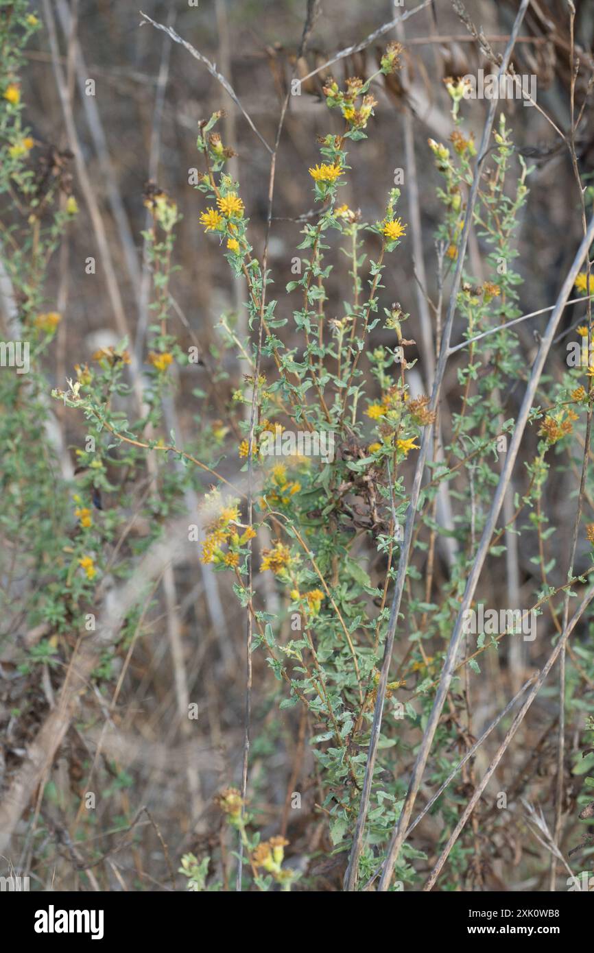 Coastal Goldenbush (Isocoma menziesii) Plantae Stock Photo - Alamy