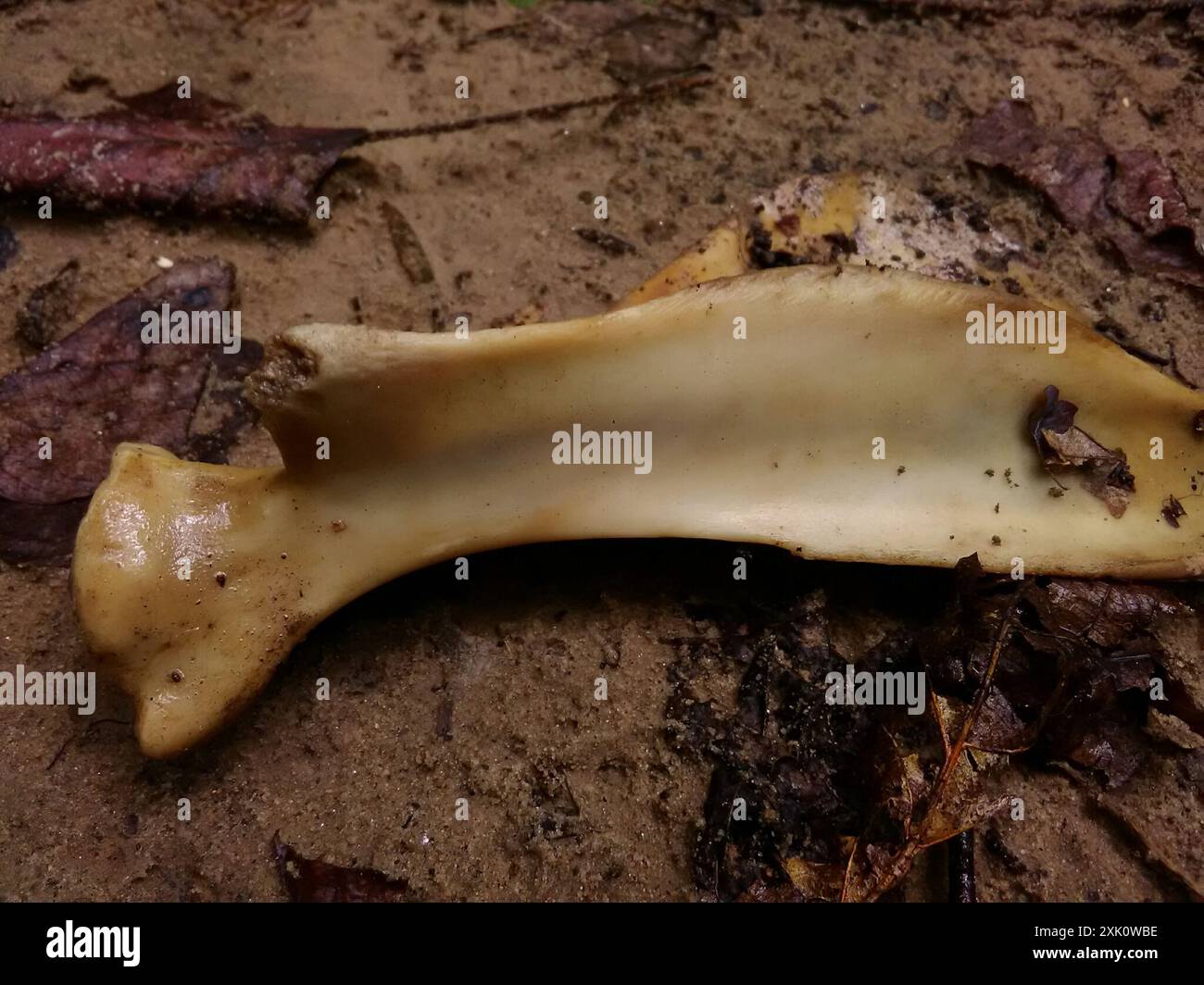Mammals (Mammalia) Mammalia Stock Photo - Alamy