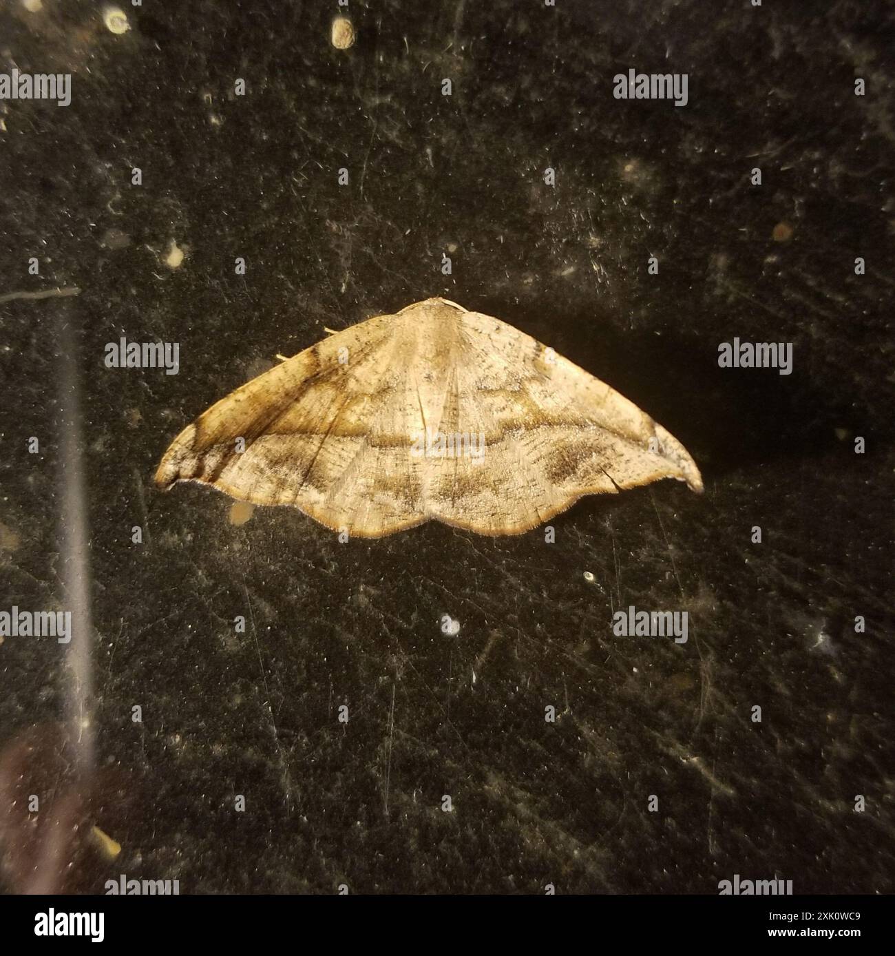 Juniper Geometer Moth (Patalene olyzonaria) Insecta Stock Photo - Alamy