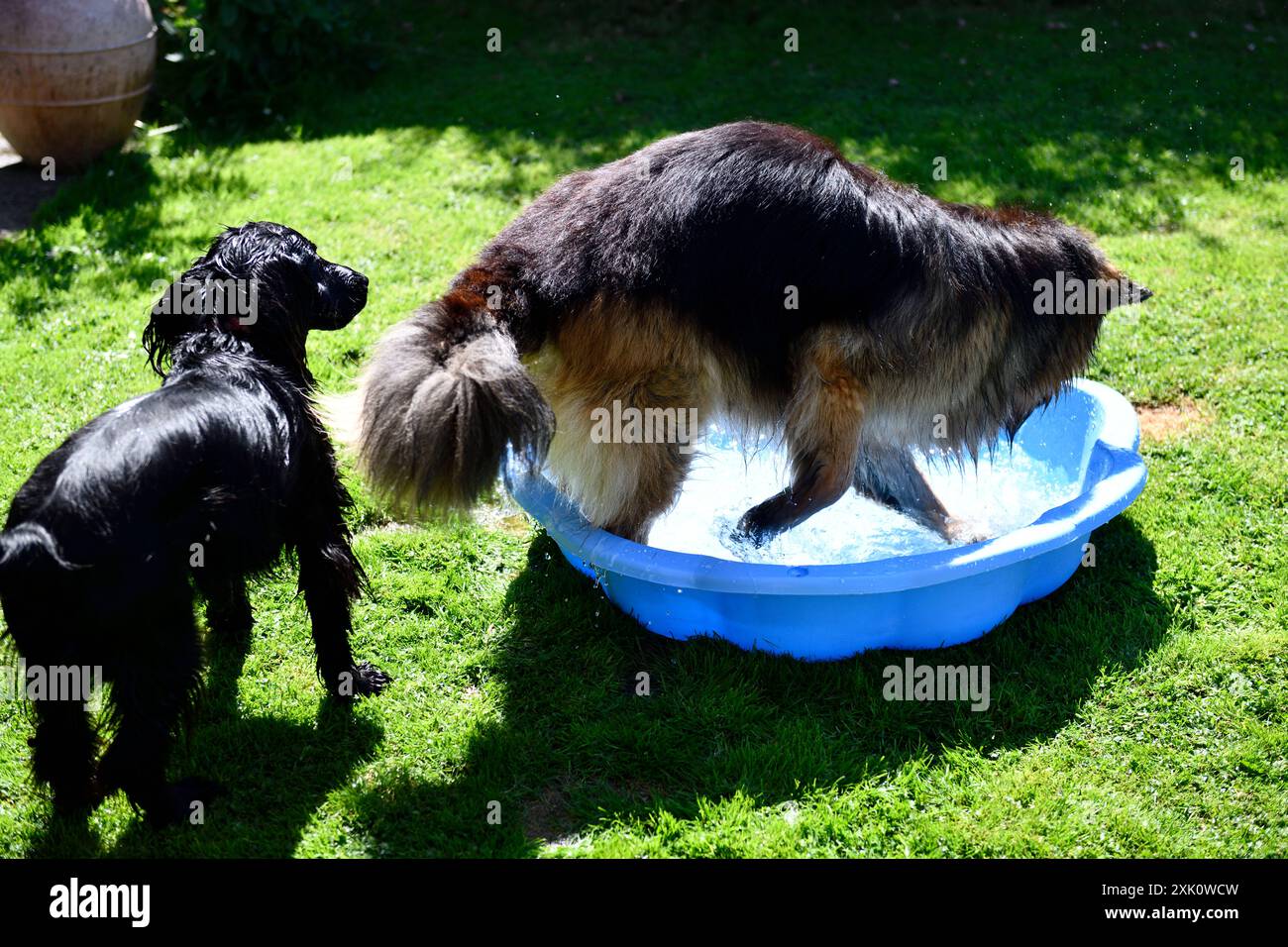 German Shepherd and Cocker Spaniel playing in a Water Bath on a Hot ...