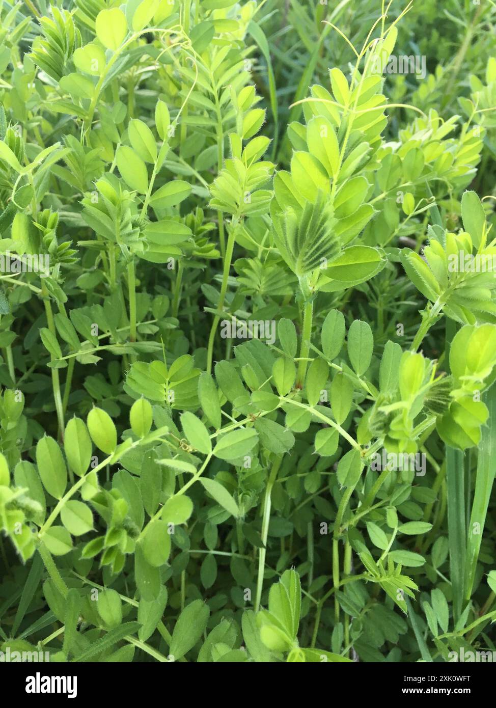 Vetches (Vicia) Plantae Stock Photo - Alamy