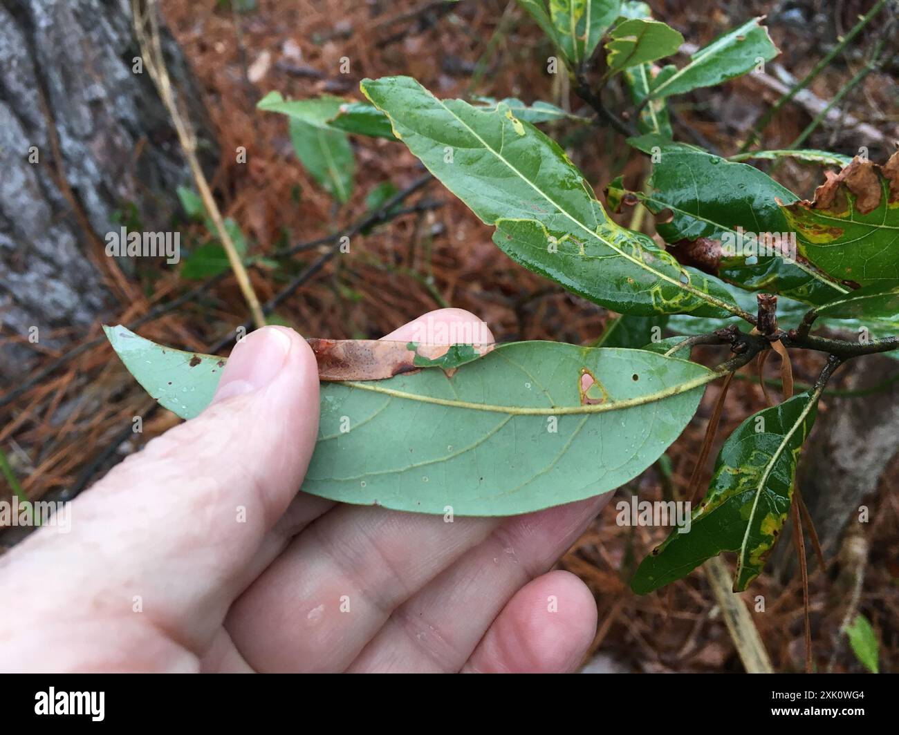 Swamp Bay (Persea palustris) Plantae Stock Photo - Alamy