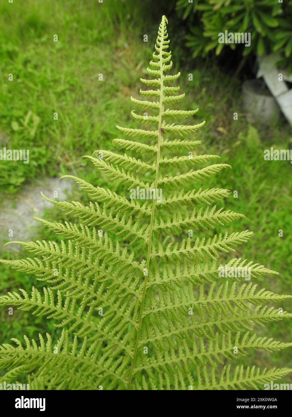 lady fern (Athyrium filix-femina) Plantae Stock Photo - Alamy
