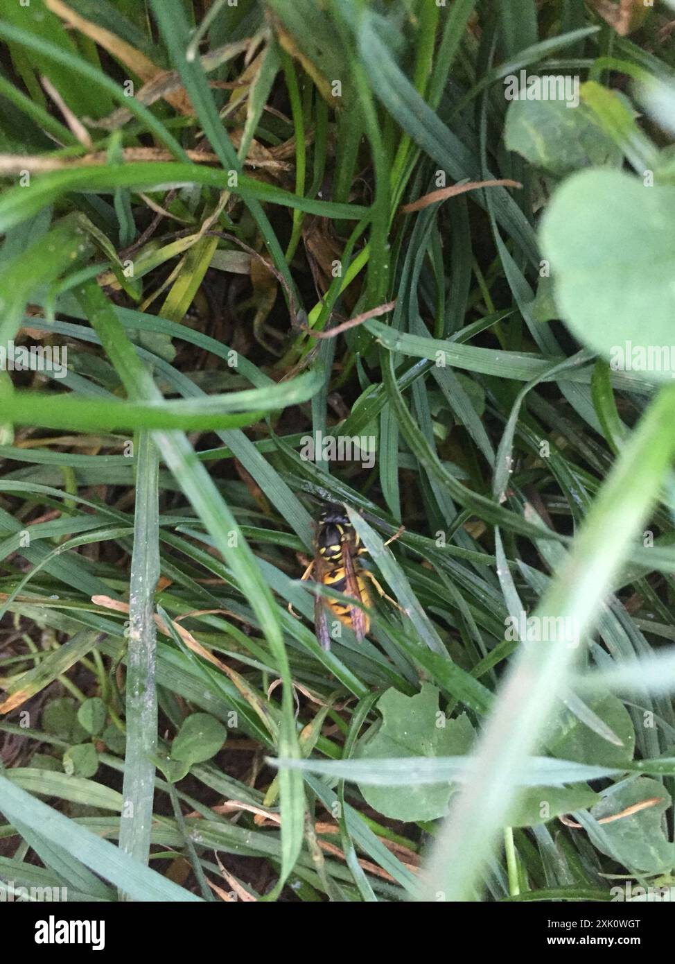 German Yellowjacket (Vespula germanica) Insecta Stock Photo - Alamy
