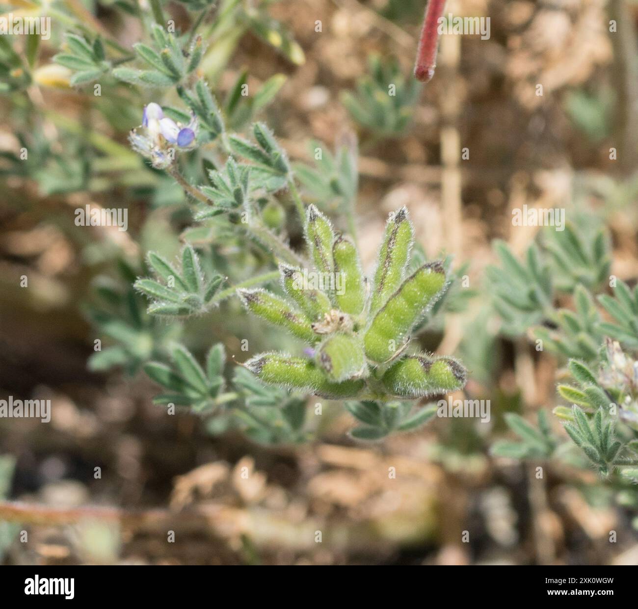 Miniature Lupine (Lupinus bicolor) Plantae Stock Photo - Alamy