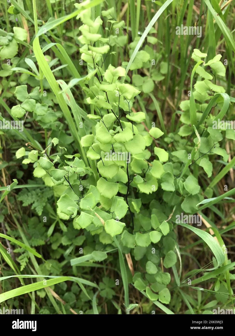 California Maidenhair Fern (Adiantum jordanii) Plantae Stock Photo - Alamy