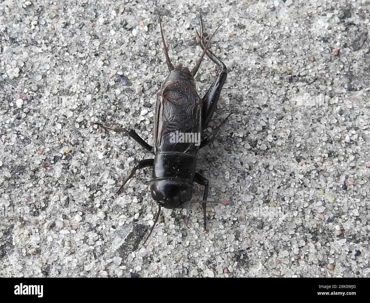 Fall Field Cricket (Gryllus pennsylvanicus) Insecta Stock Photo - Alamy