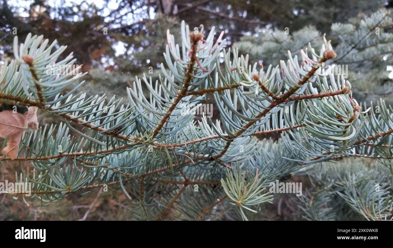 white fir (Abies concolor) Plantae Stock Photo - Alamy