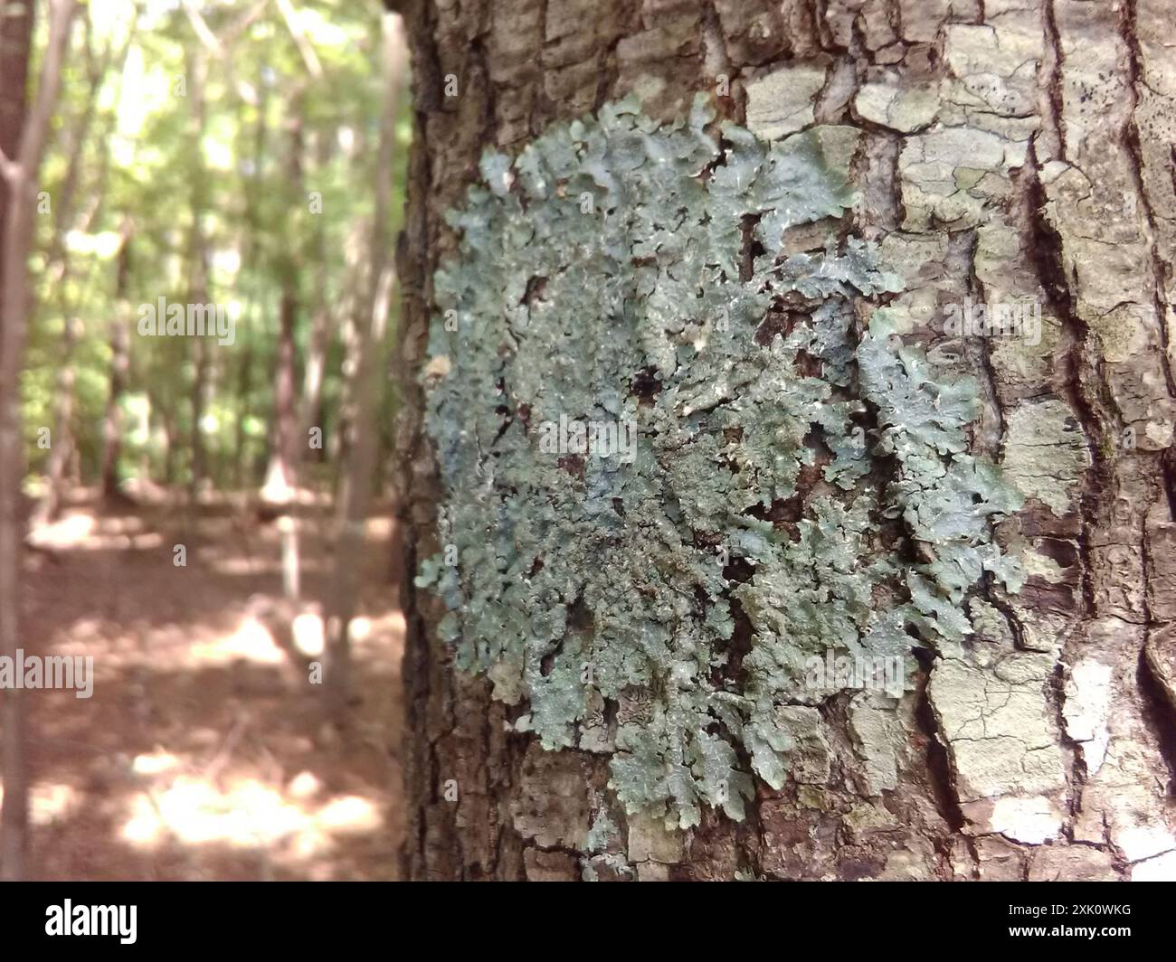 rough speckled shield lichen (Punctelia rudecta) Fungi Stock Photo - Alamy