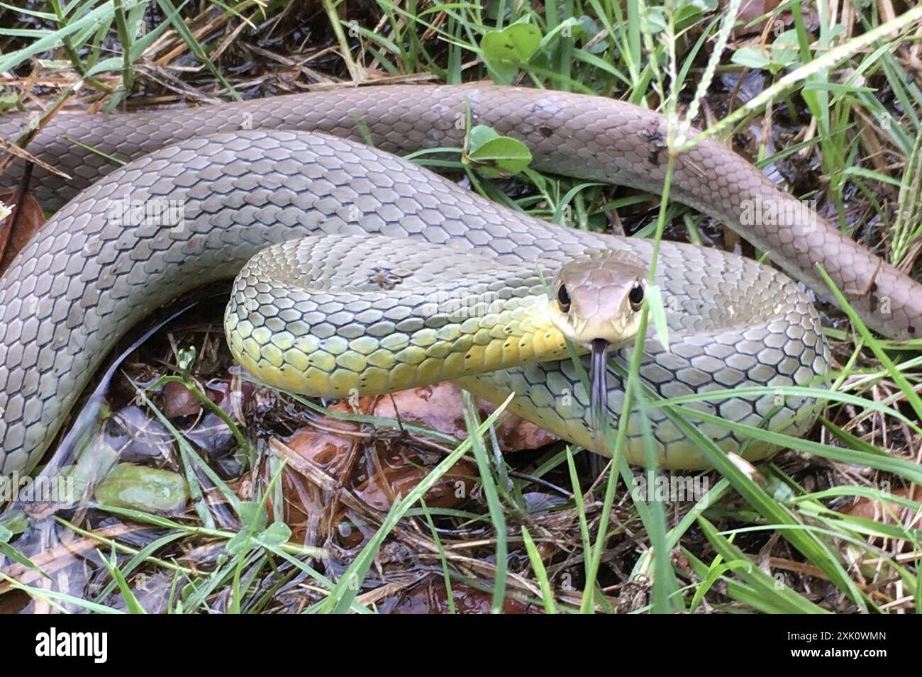 Eastern Yellow-bellied Racer (Coluber constrictor flaviventris ...