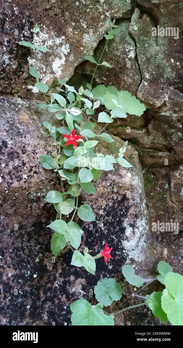 Round-leaf Catchfly (Silene rotundifolia) Plantae Stock Photo - Alamy