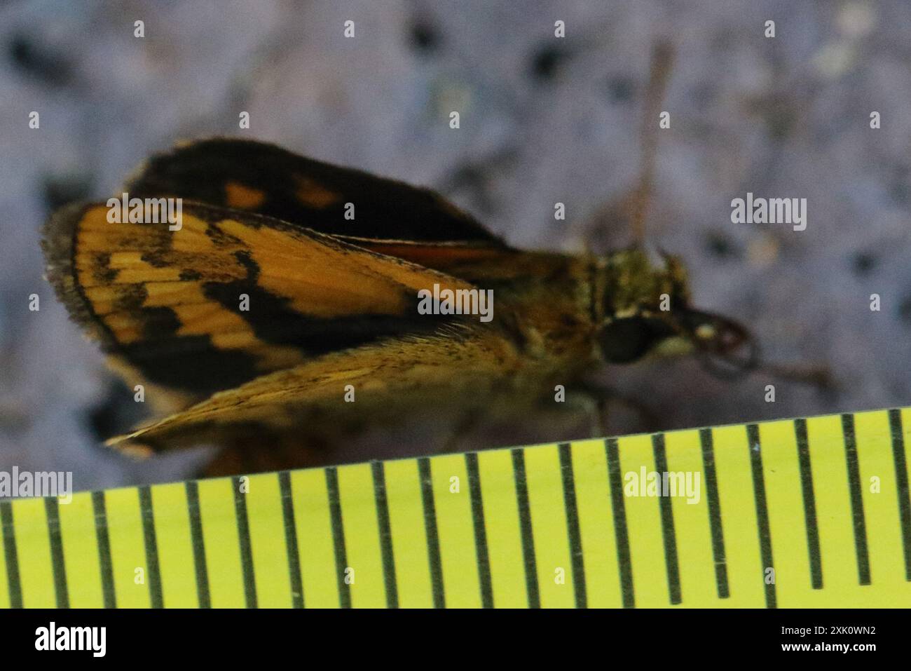 Wide-brand Grass-dart (Suniana sunias) Insecta Stock Photo - Alamy