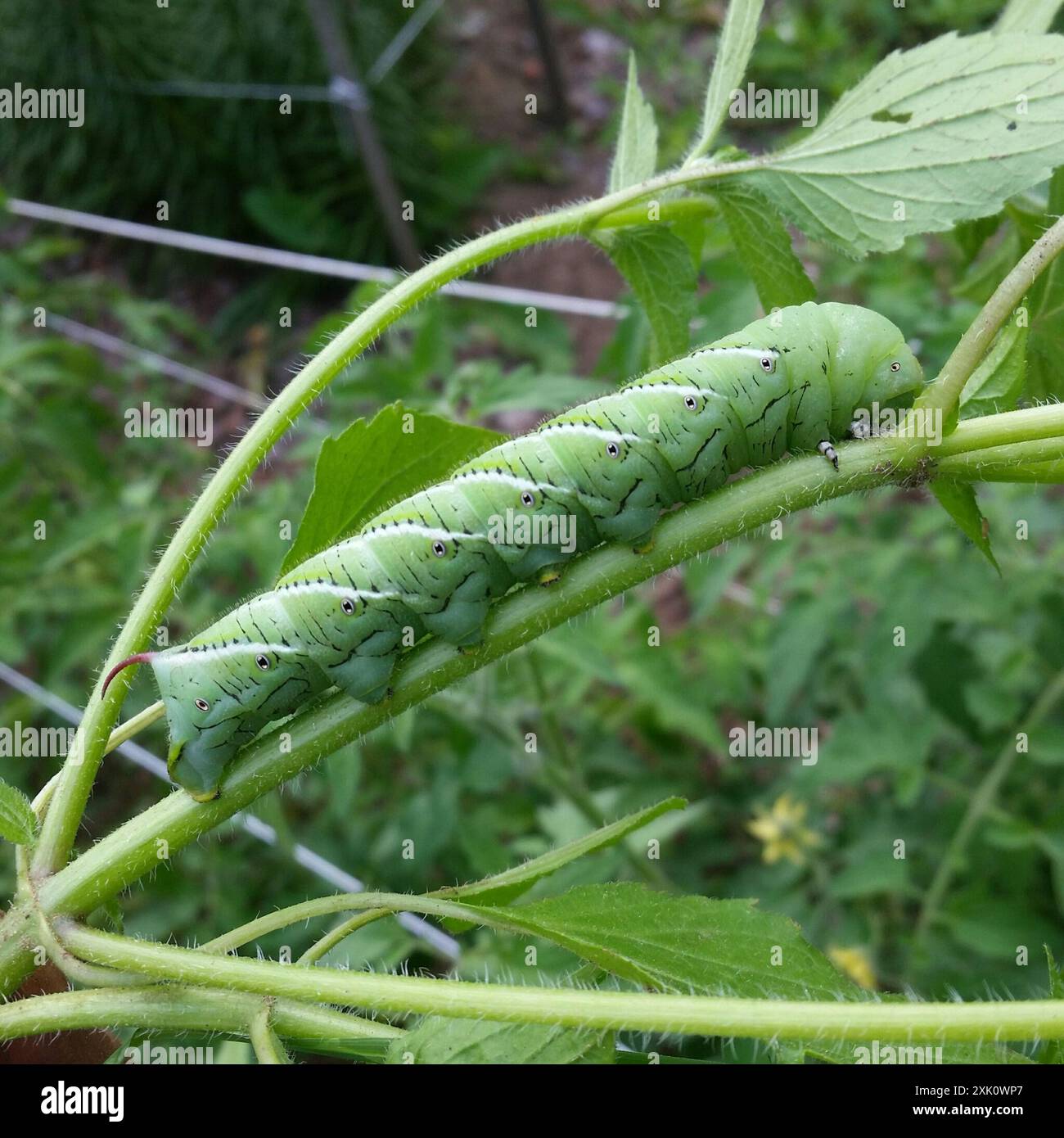 Carolina Sphinx (Manduca sexta) Insecta Stock Photo - Alamy