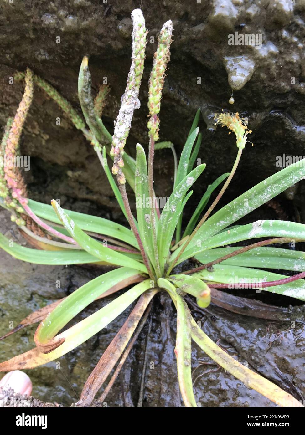 Sea Plantain (Plantago maritima) Plantae Stock Photo - Alamy