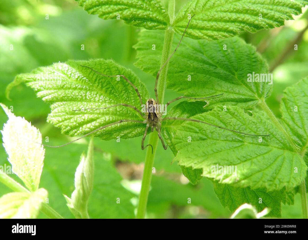 Saddleback Harvestman (Mitopus morio) Arachnida Stock Photo - Alamy