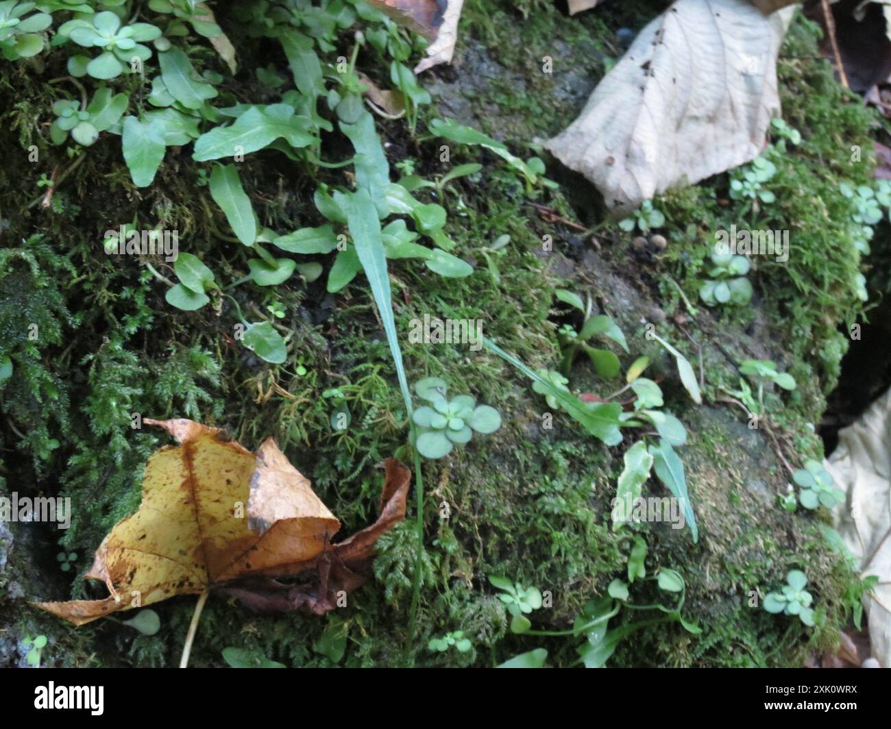walking fern (Asplenium rhizophyllum) Plantae Stock Photo - Alamy