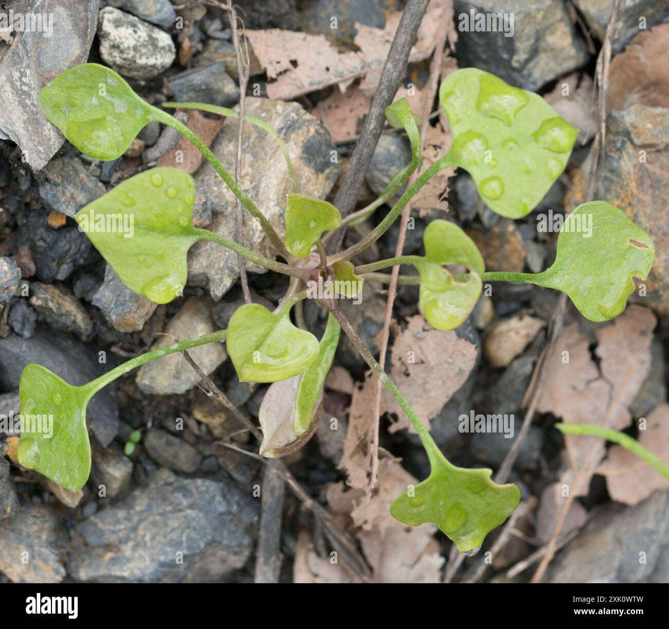 spring beauties (Claytonia) Plantae Stock Photo - Alamy