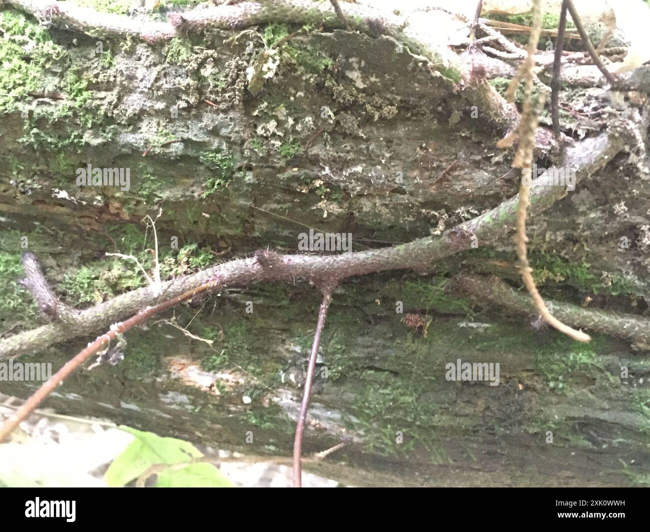Kangaroo Fern (Microsorum pustulatum pustulatum) Plantae Stock Photo ...
