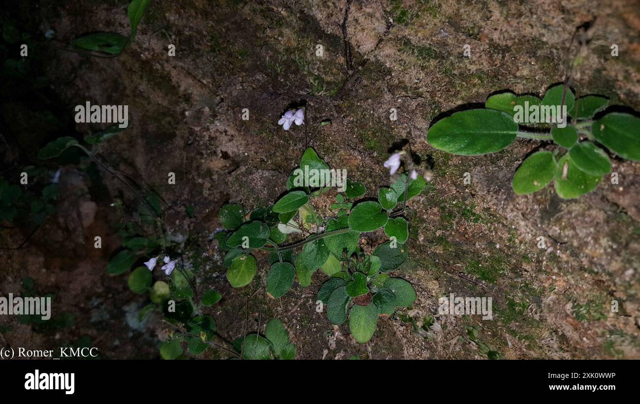African Primrose (Streptocarpus) Plantae Stock Photo - Alamy