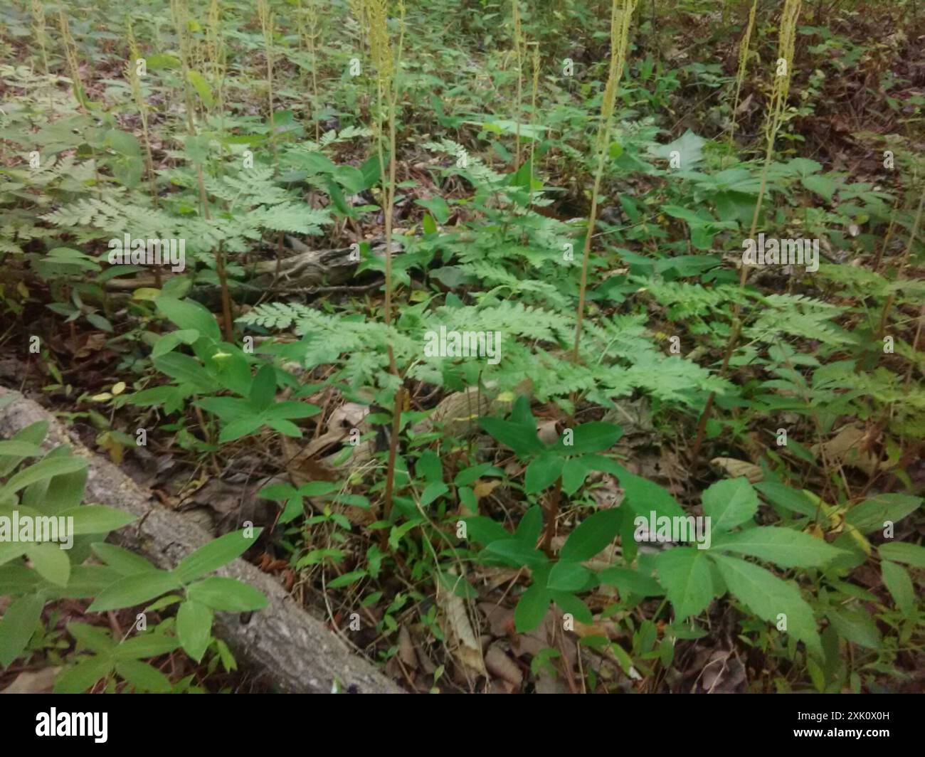 rattlesnake fern (Botrypus virginianus) Plantae Stock Photo - Alamy