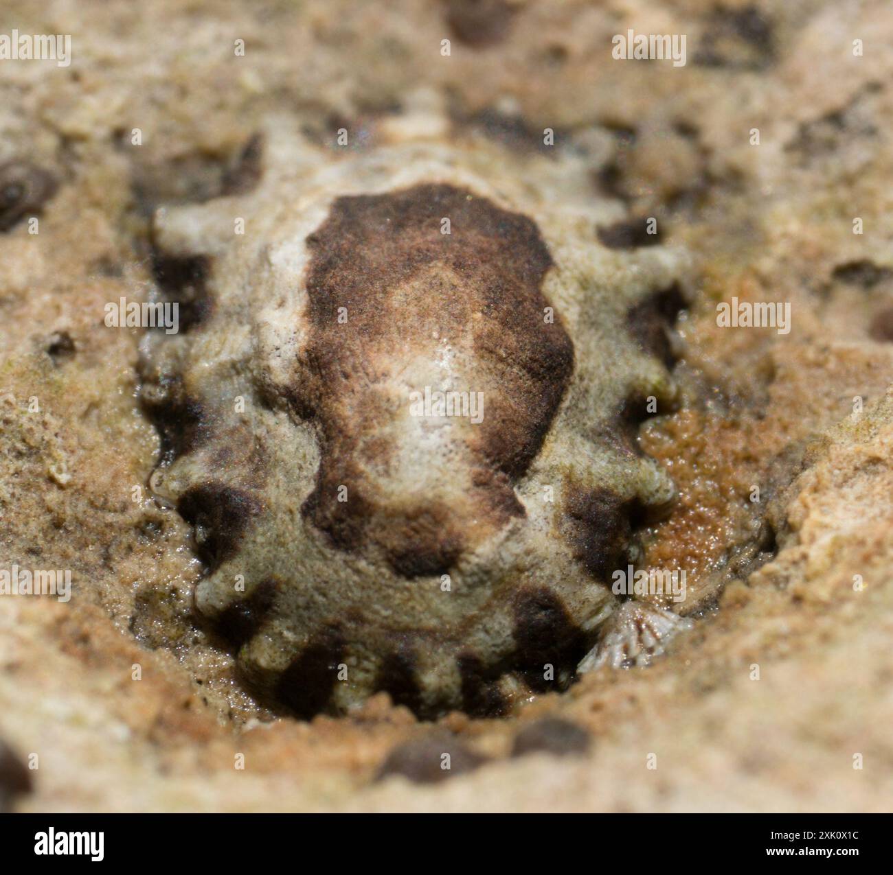 True Limpets (Patellogastropoda) Mollusca Stock Photo - Alamy