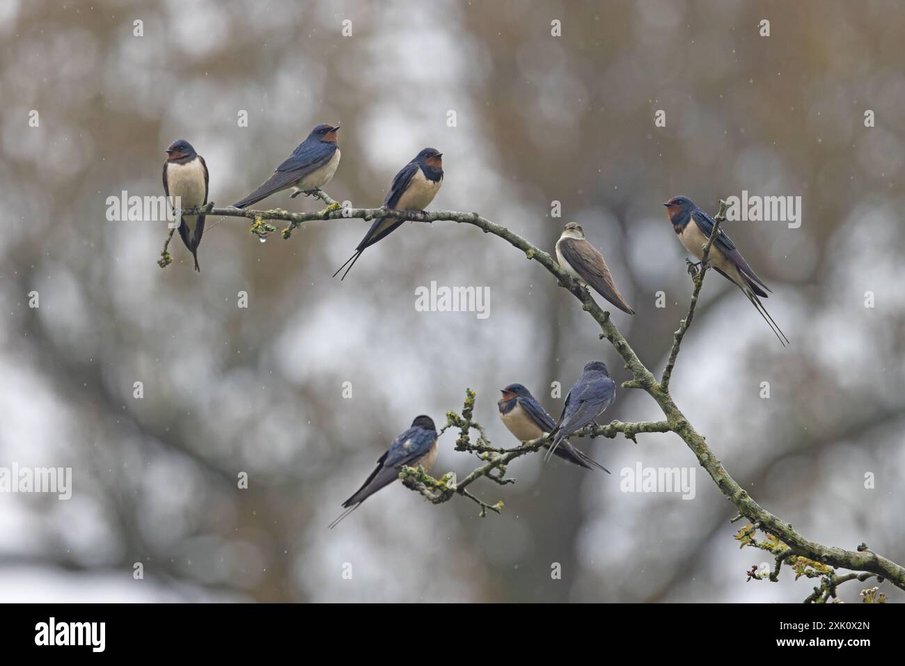 Barn Swallows (Hirundo rustica) & Sand Martin (Riparia riparia) Norfolk ...