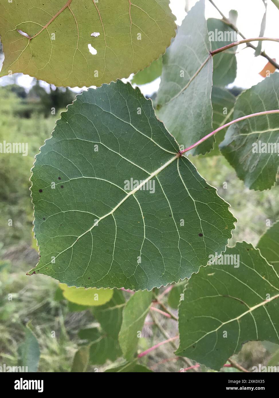 Eastern Cottonwood (Populus deltoides) Plantae Stock Photo - Alamy