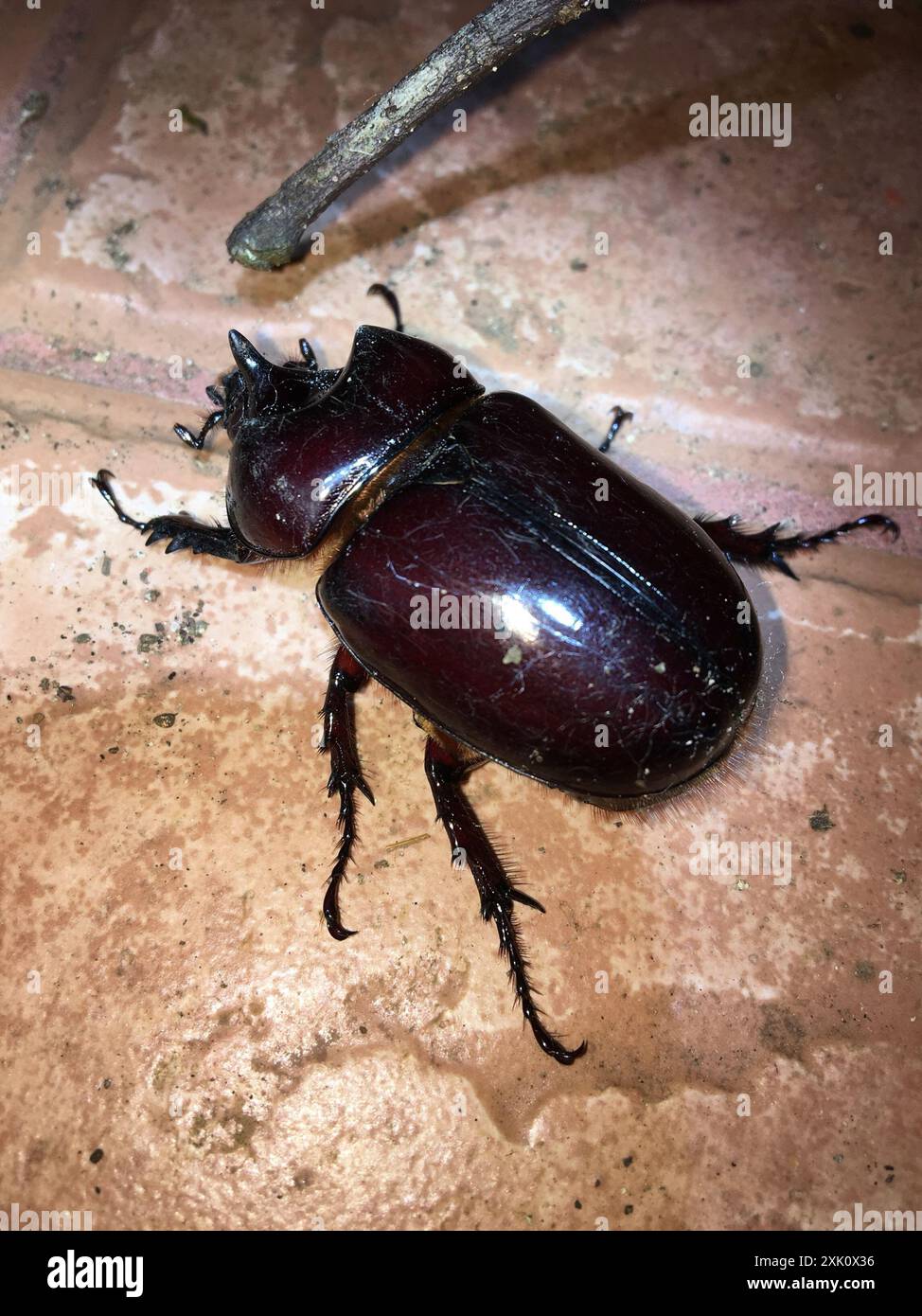 Ox Beetles (Strategus) Insecta Stock Photo - Alamy