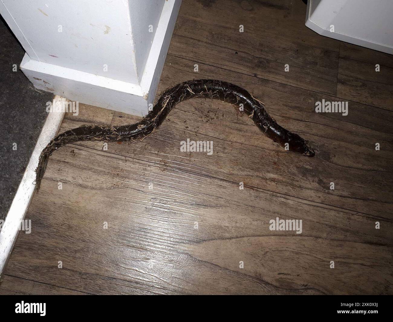 Short finned eel hi-res stock photography and images - Alamy
