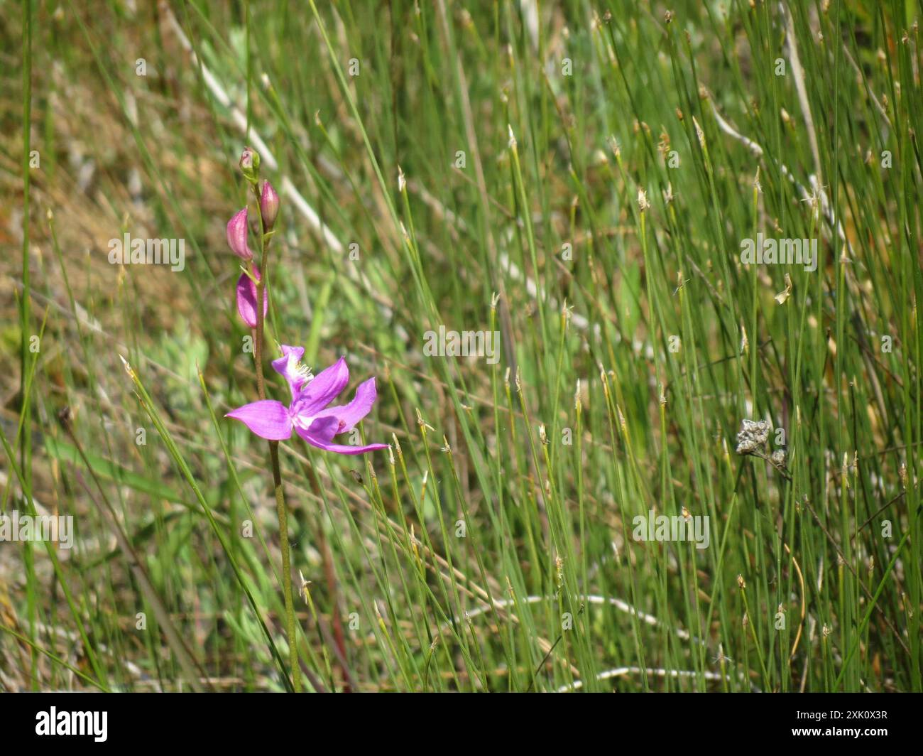 Tuberous Grasspink (Calopogon tuberosus) Plantae Stock Photo - Alamy