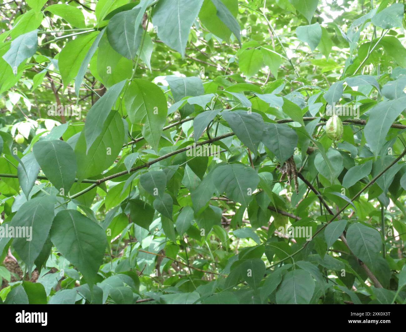 American bladdernut (Staphylea trifolia) Plantae Stock Photo - Alamy