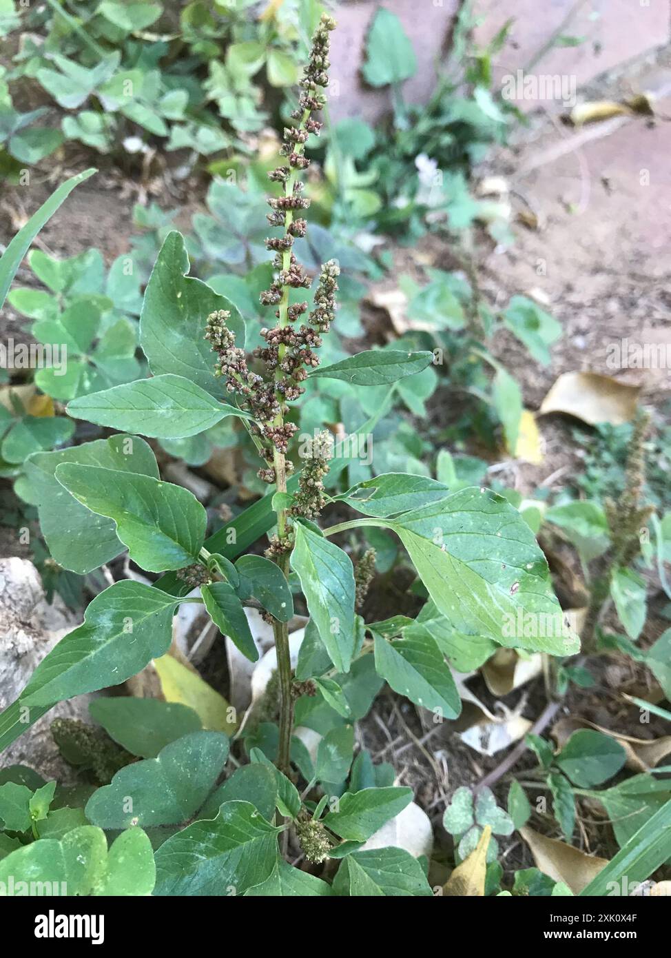 green amaranth (Amaranthus viridis) Plantae Stock Photo - Alamy