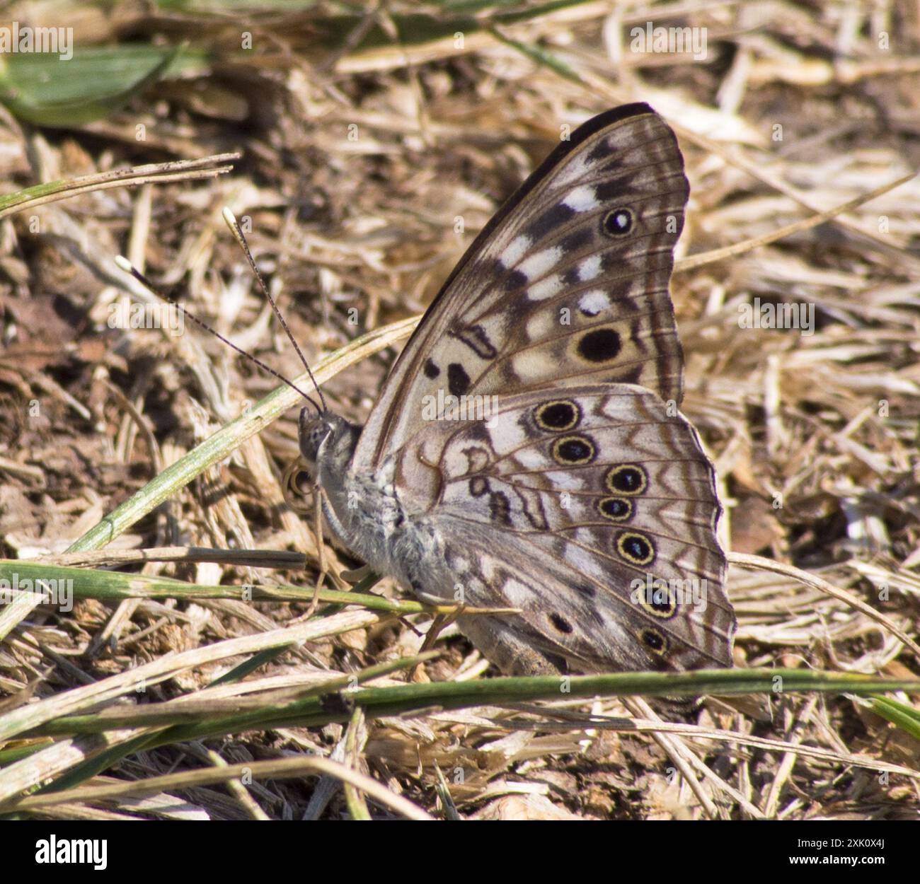 Hackberry Emperor (Asterocampa celtis) Insecta Stock Photo - Alamy