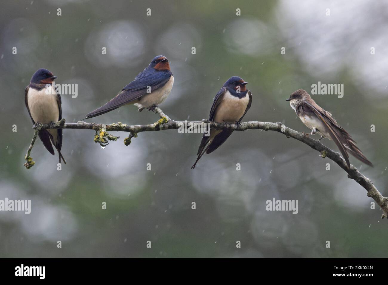 Barn Swallows (Hirundo rustica) & Sand Martin (Riparia riparia) Norfolk ...
