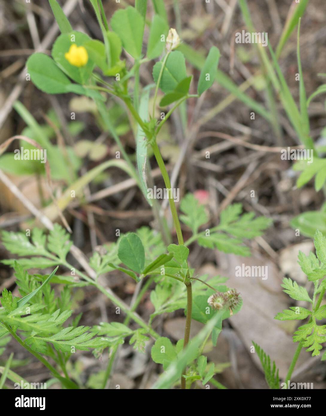 bur clover (Medicago polymorpha) Plantae Stock Photo - Alamy