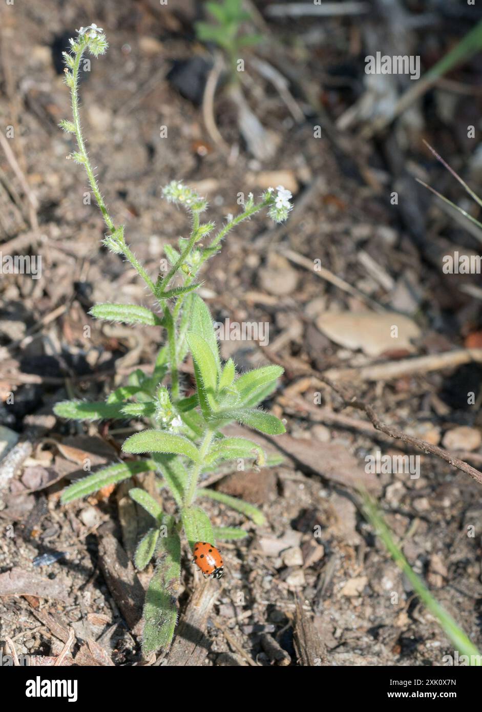 Annual Cryptanthas (Cryptantha) Plantae Stock Photo - Alamy