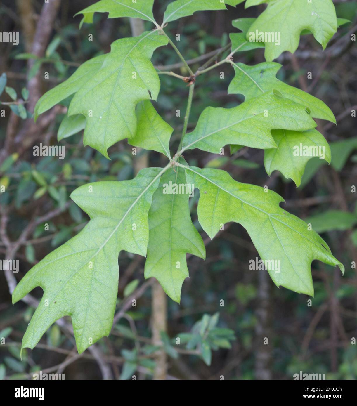oaks (Quercus) Plantae Stock Photo - Alamy