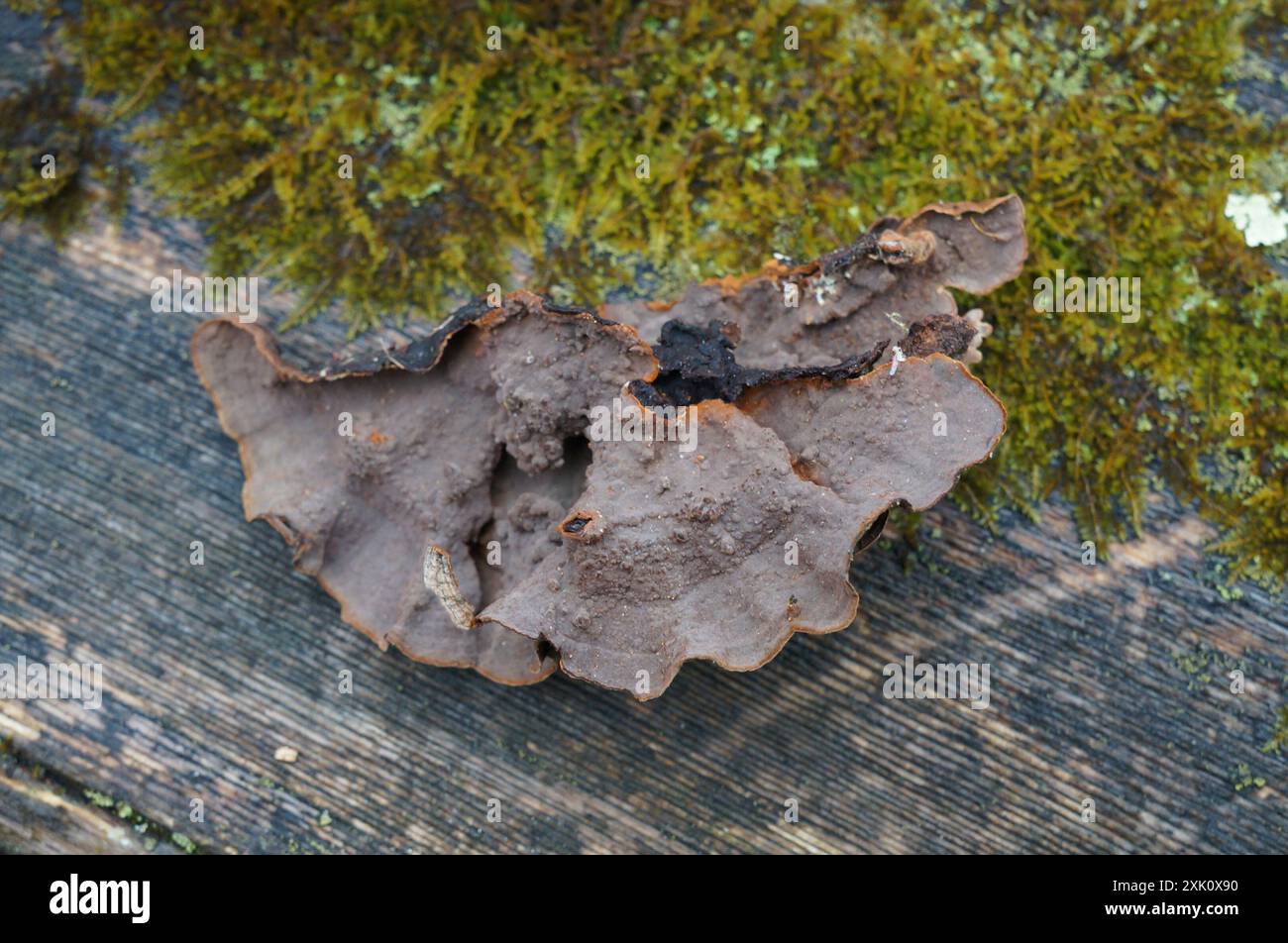 Oak Curtain Crust Fungus (Hymenochaete rubiginosa) Fungi Stock Photo ...