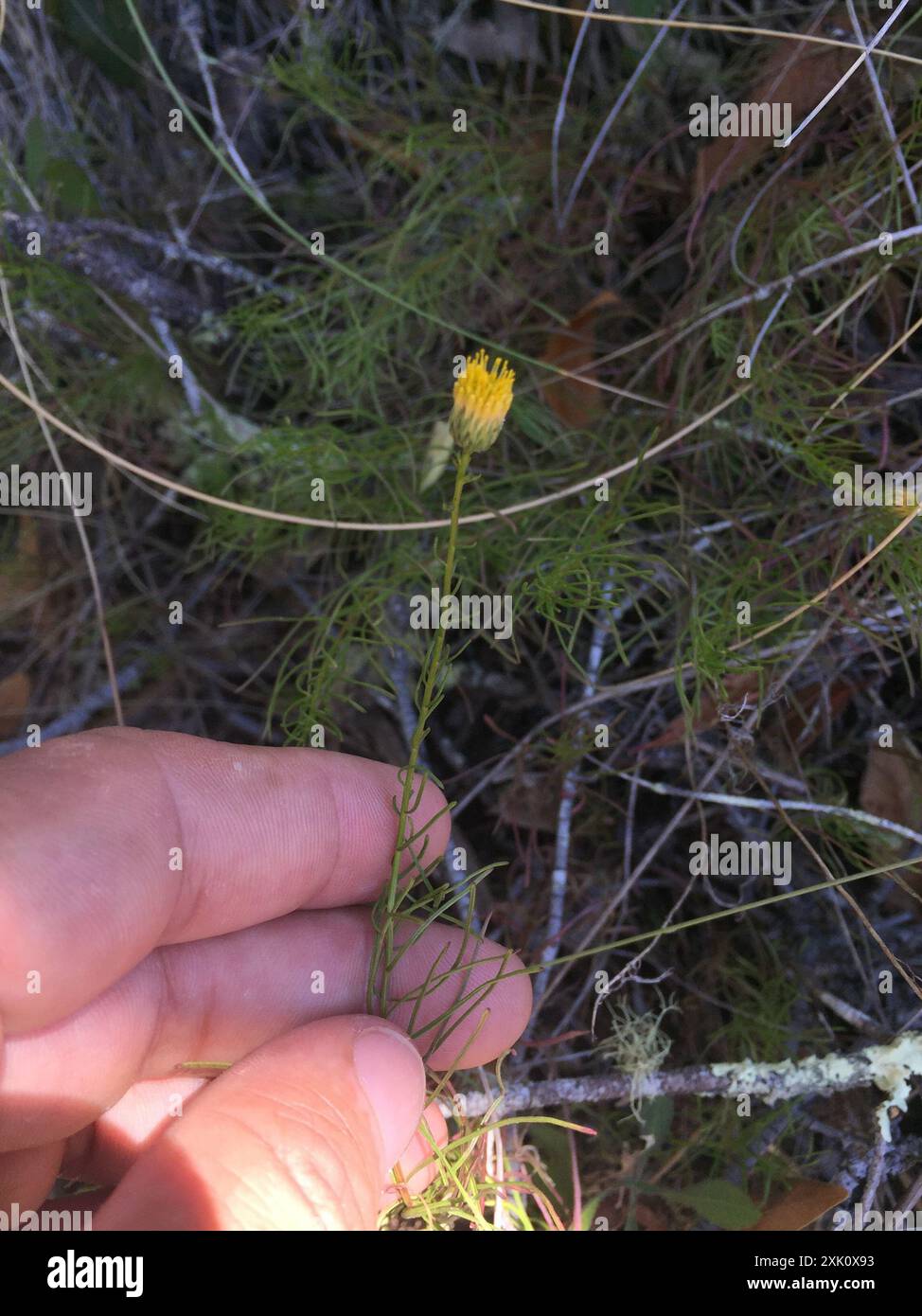 Narrow leaved rayless daisy (Erigeron reductus angustatus) Plantae ...