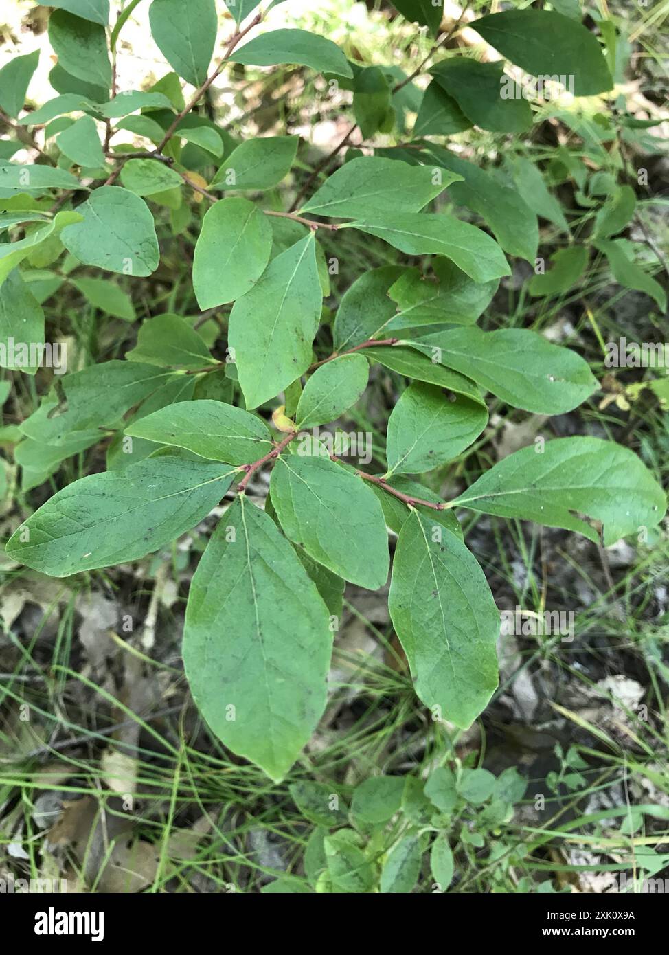 black huckleberry (Gaylussacia baccata) Plantae Stock Photo - Alamy