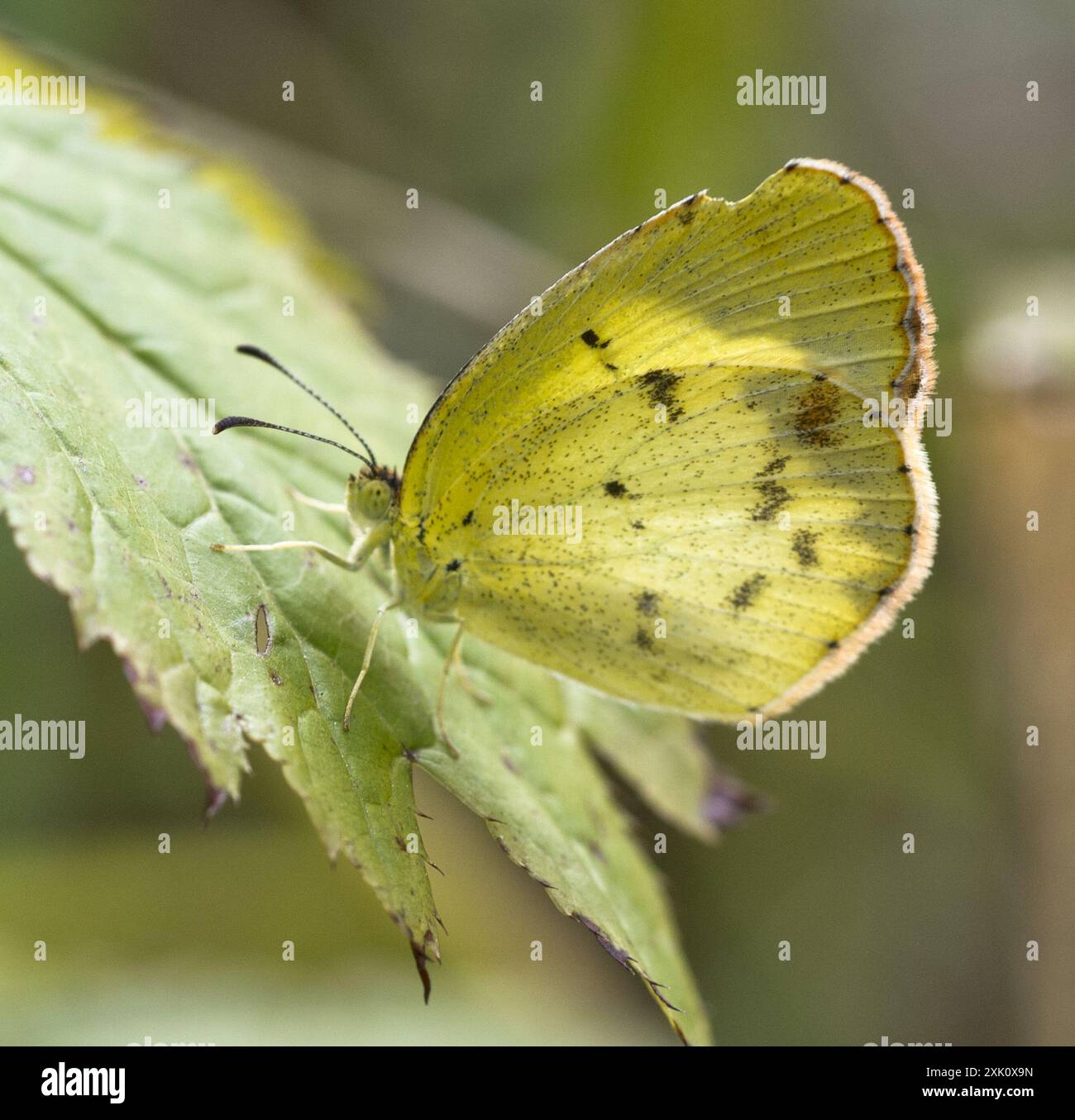 Little Yellow (Pyrisitia lisa) Insecta Stock Photo - Alamy