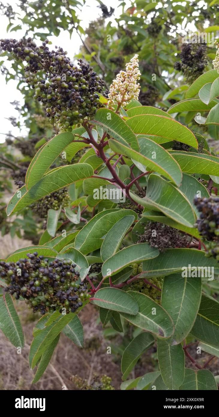laurel sumac (Malosma laurina) Plantae Stock Photo - Alamy