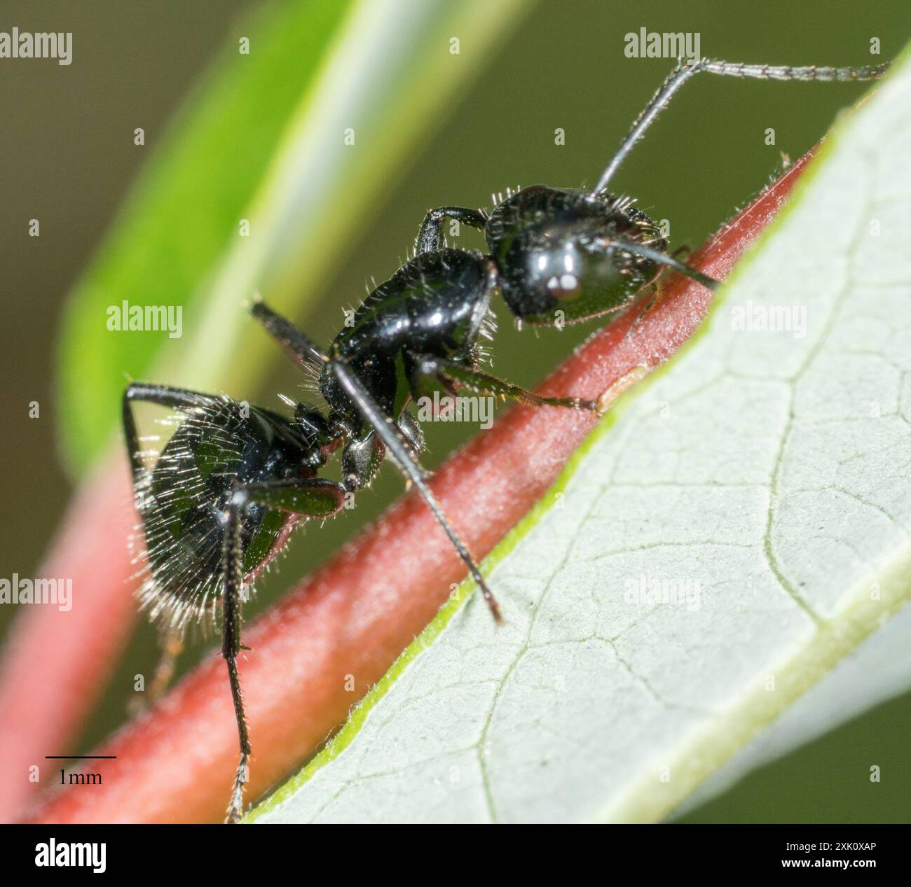 Hairy Smooth Carpenter Ant (Camponotus laevissimus) Insecta Stock Photo ...