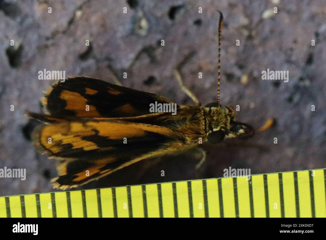 Wide-brand Grass-dart (Suniana sunias) Insecta Stock Photo - Alamy