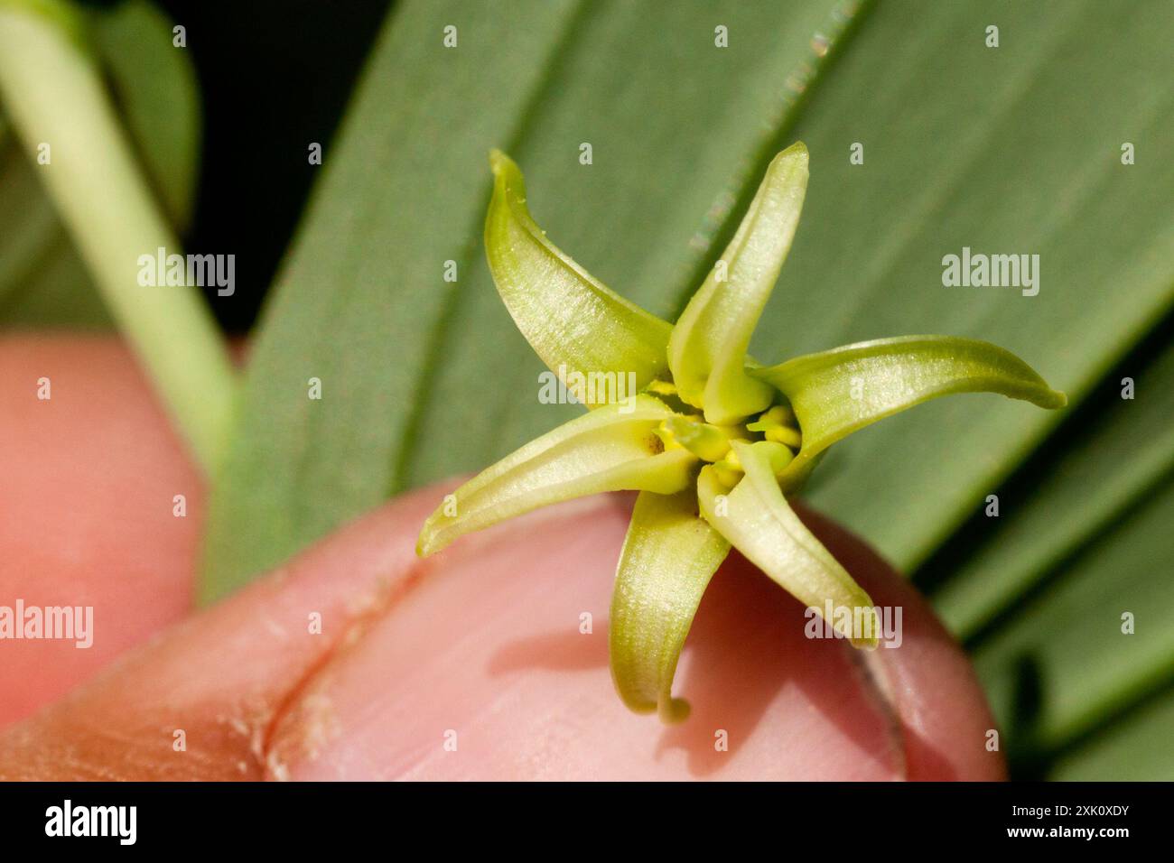 white twisted-stalk (Streptopus amplexifolius) Plantae Stock Photo - Alamy