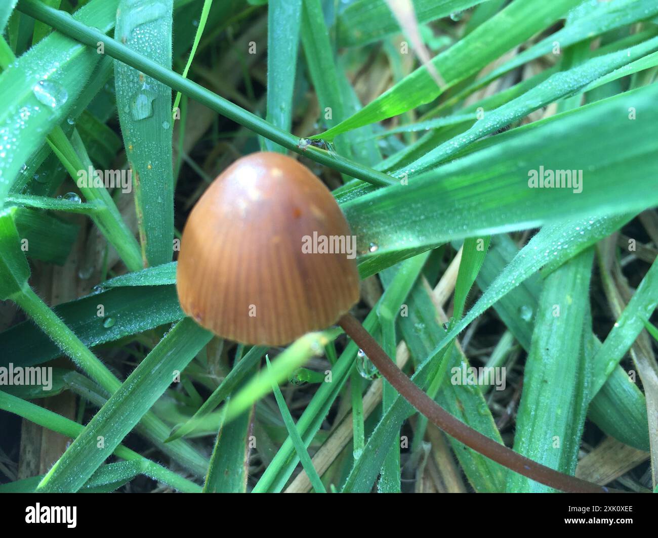 Conecaps (Conocybe) Fungi Stock Photo - Alamy