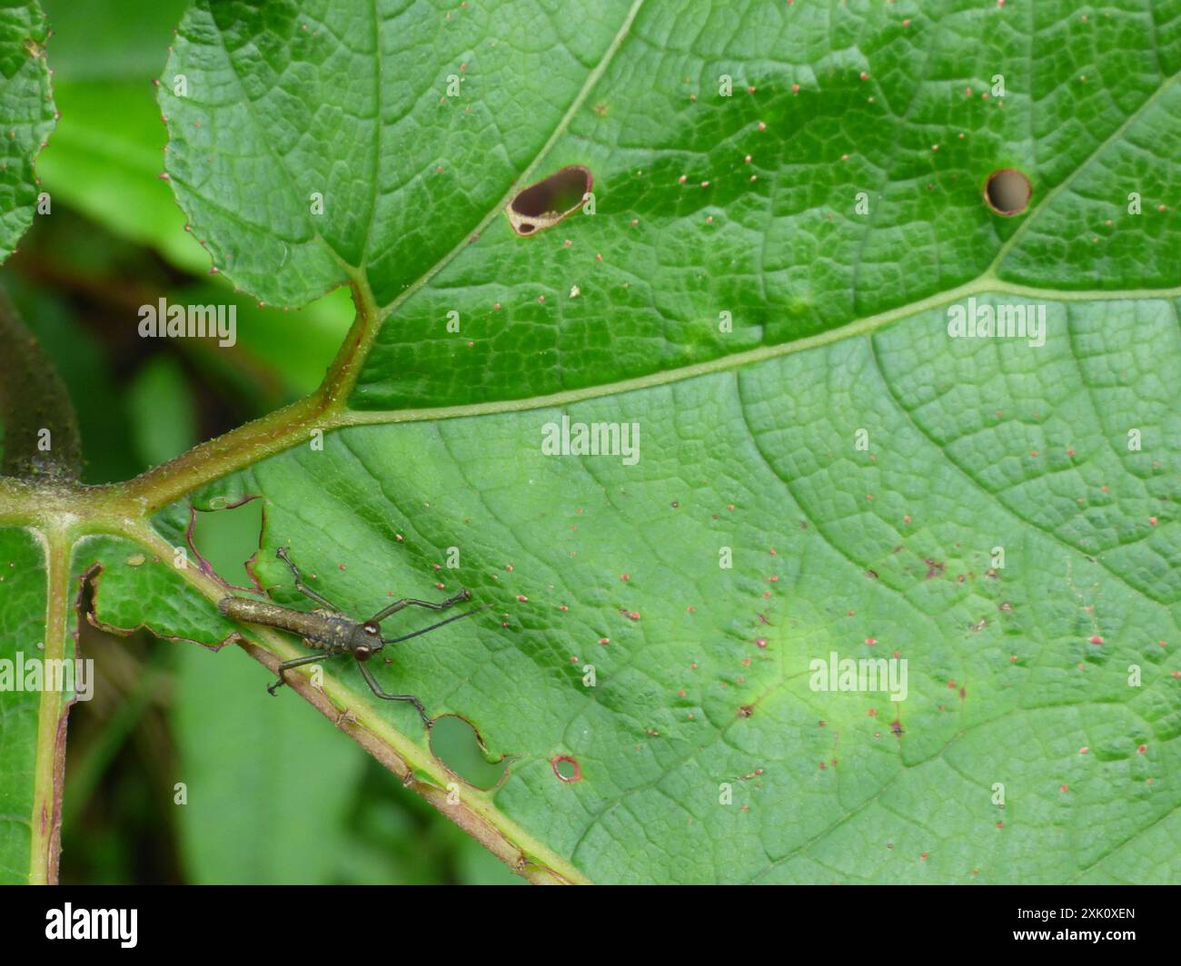 Grasshoppers (Acrididea) Insecta Stock Photo - Alamy