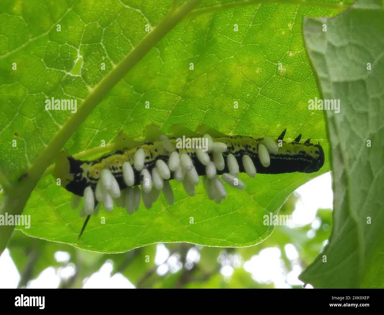 Catalpa Sphinx (Ceratomia catalpae) Insecta Stock Photo - Alamy